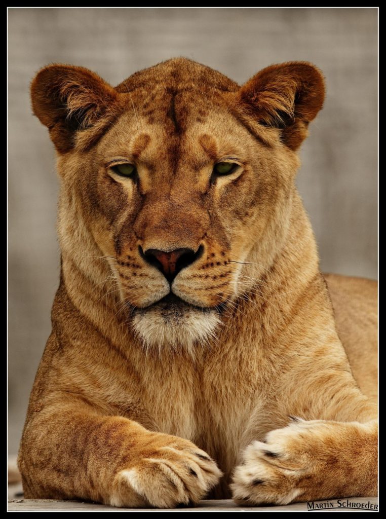 Löwen – Tigerpark Dassow