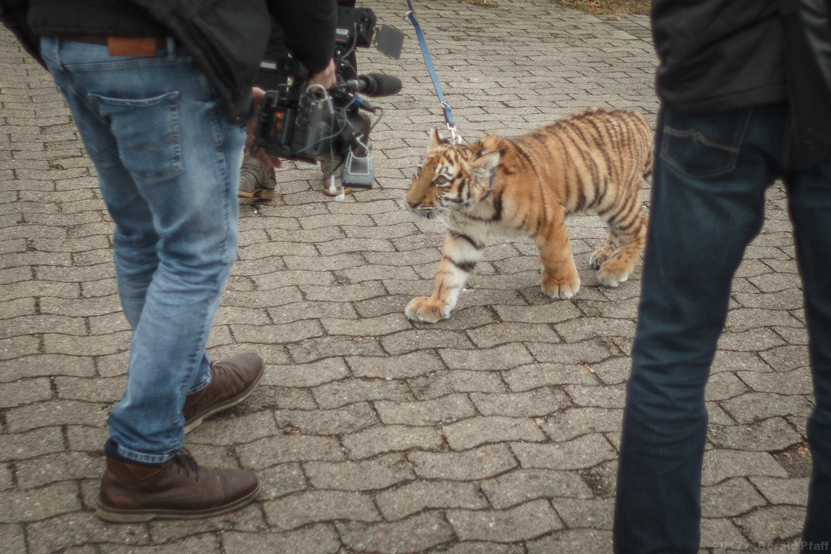 Tigerpark Dassow – Seite 25 – Tiger hautnah erleben