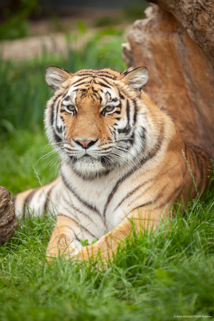 Tigerpark Dassow – Tiger hautnah erleben